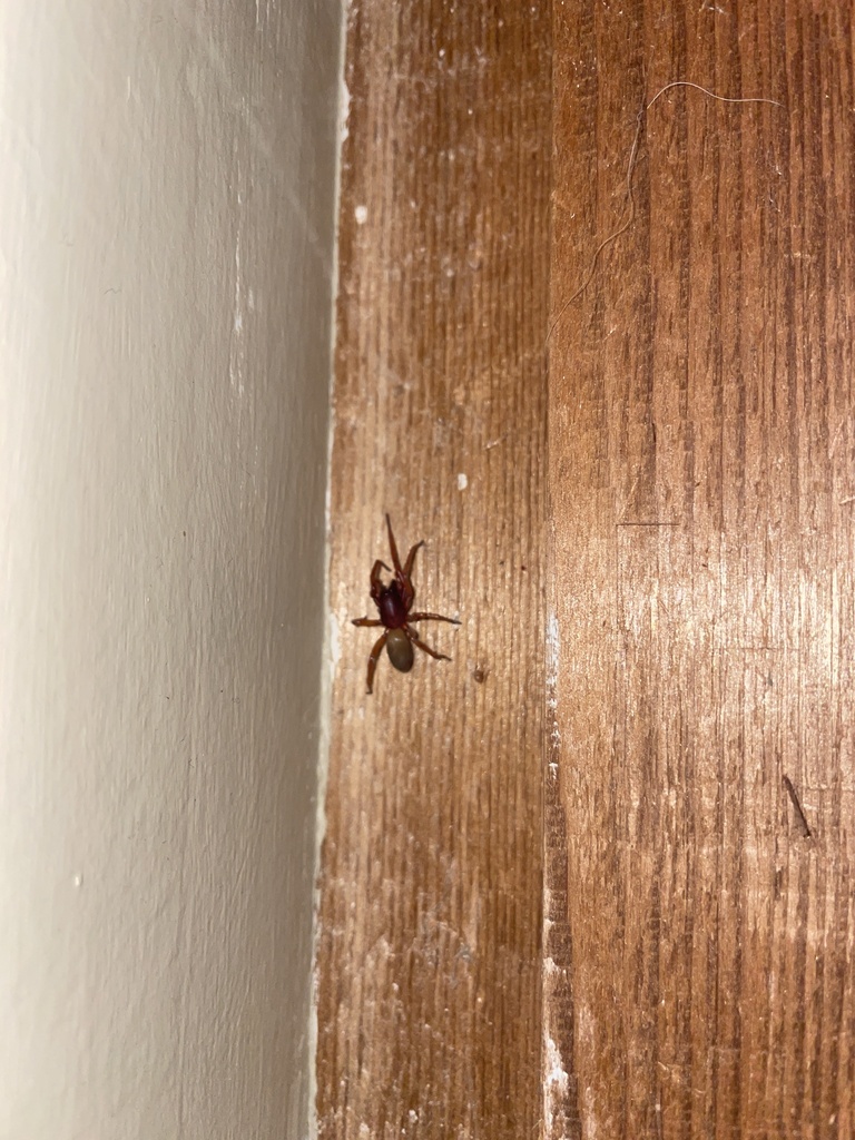 Woodlouse Spider from 25th Ave SE, Minneapolis, MN, US on November 18 ...