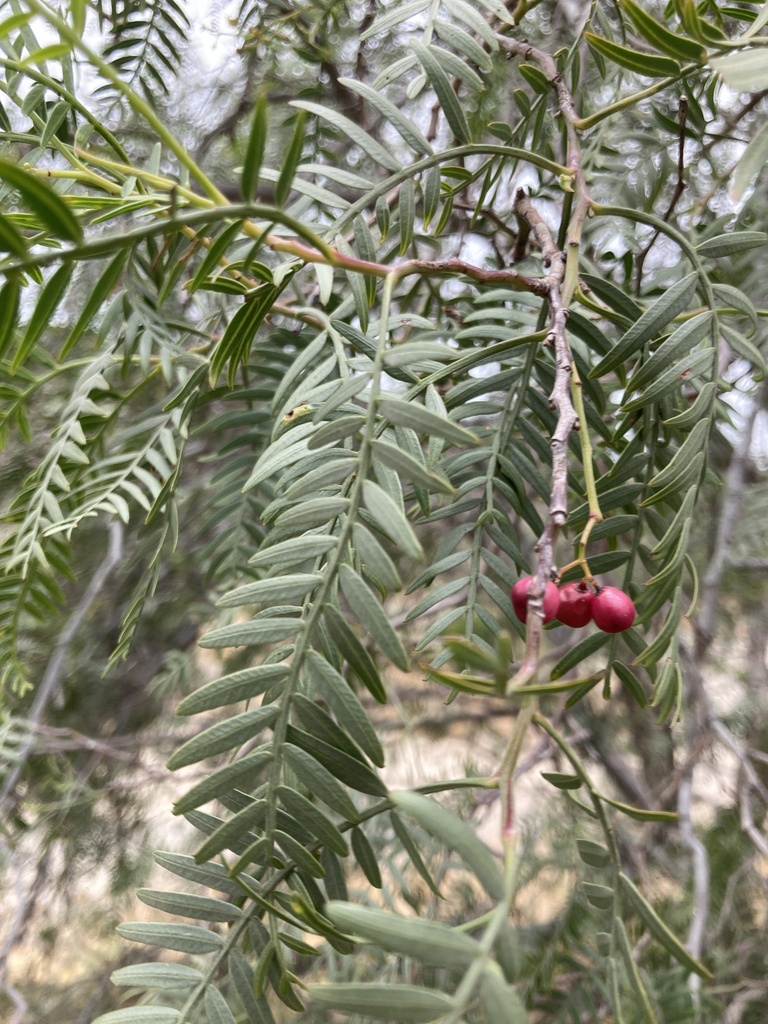 Peruvian Pepper Tree from Sendero La Giganta, Panquehue, Región de ...