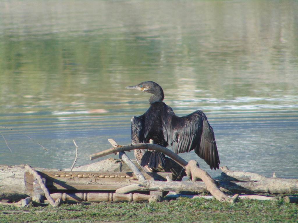 Neotropic Cormorant from Santiago, N.L., México on November 18, 2023 at ...
