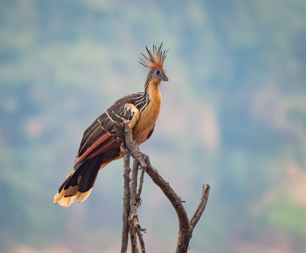 Hoatzin (Birds of Loreto, Peru) · iNaturalist