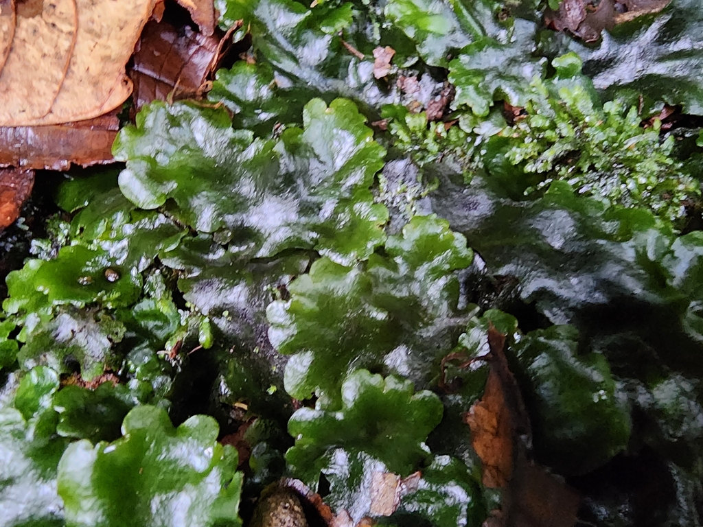 Monoclea gottschei from Concepción, Heredia, San Isidro, Costa Rica on ...