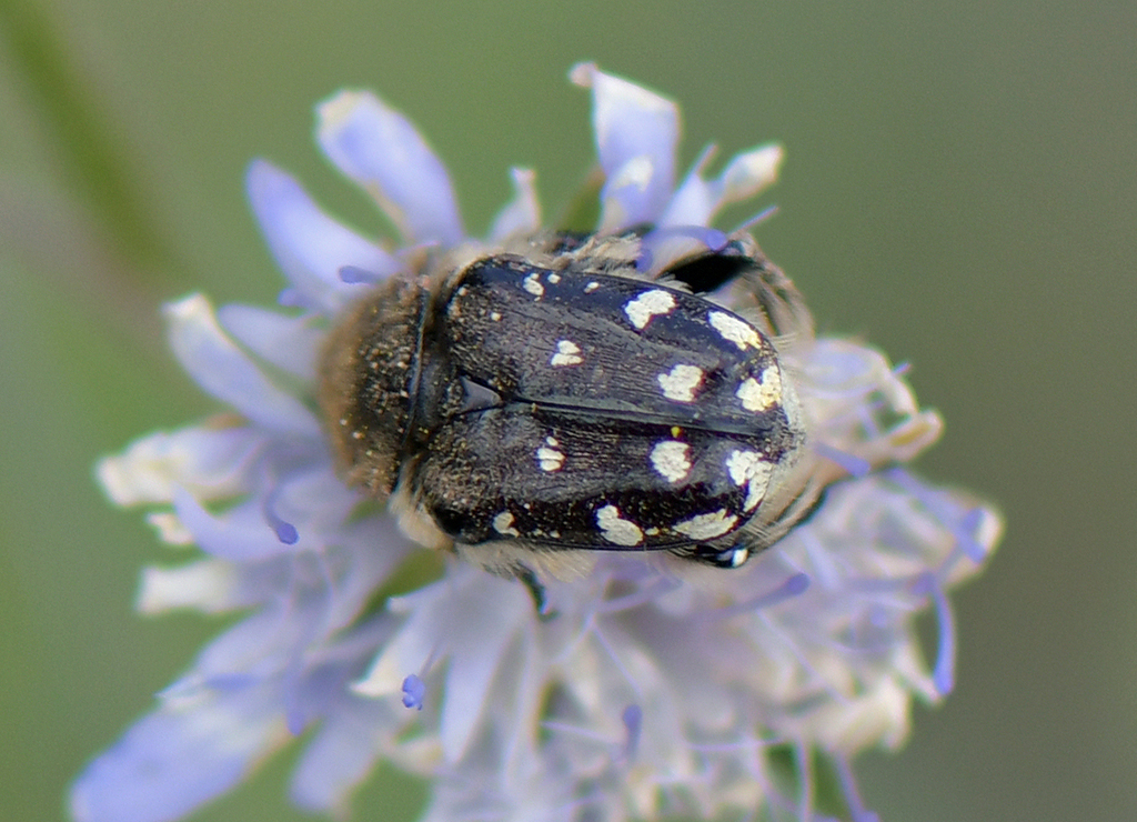 Greek Rose Chafer from Peloponnes, Griechenland on May 25, 2023 at 10: ...