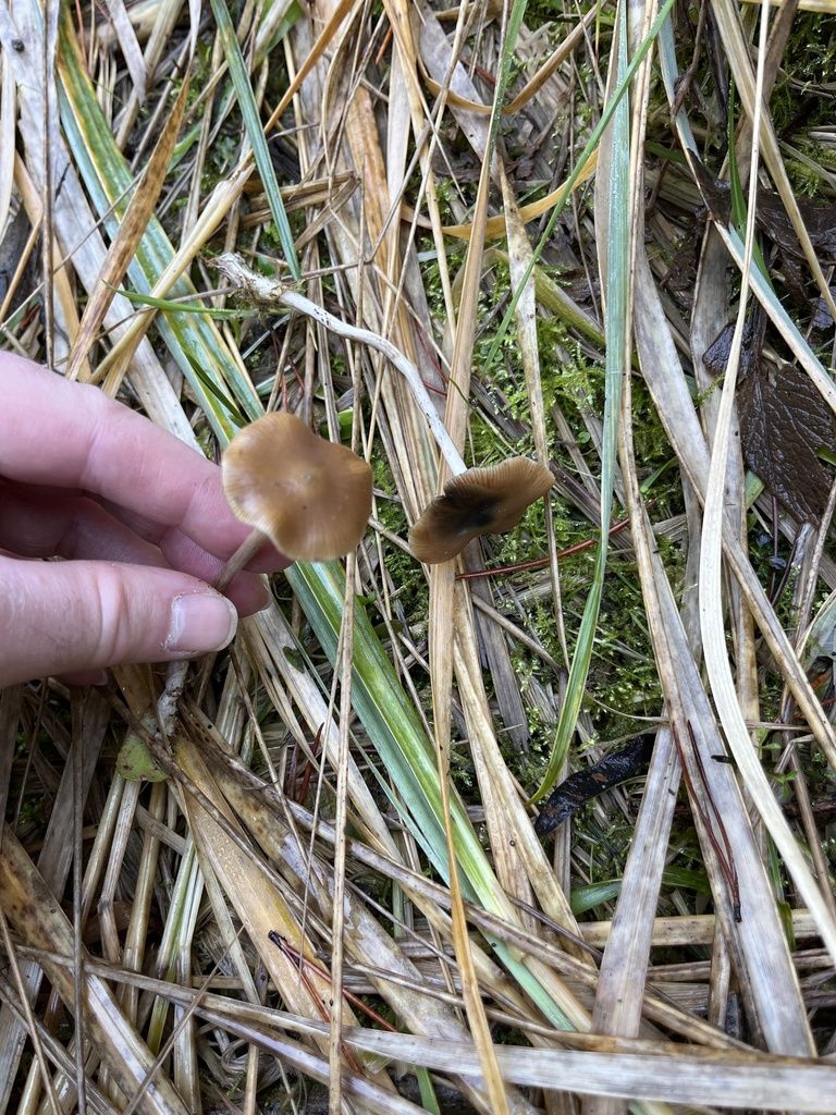 Wavy Cap in November 2023 by stano78 · iNaturalist
