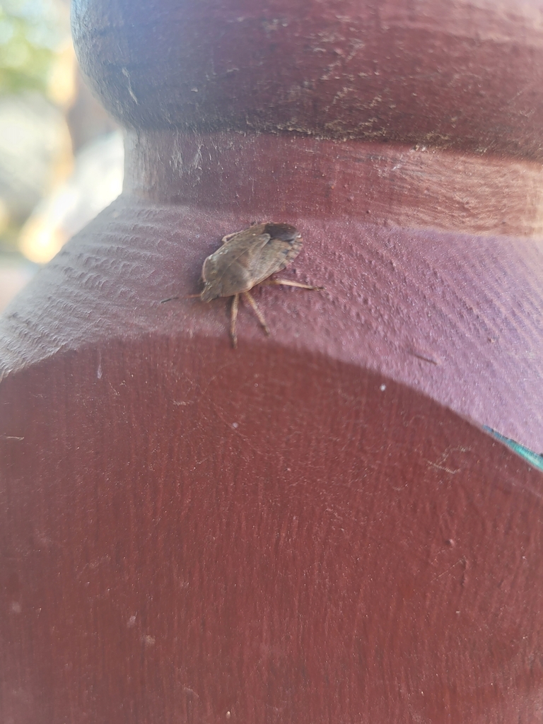 Elf Shoe Stink Bug from Denison, TX, USA on November 18, 2023 at 11:22 ...