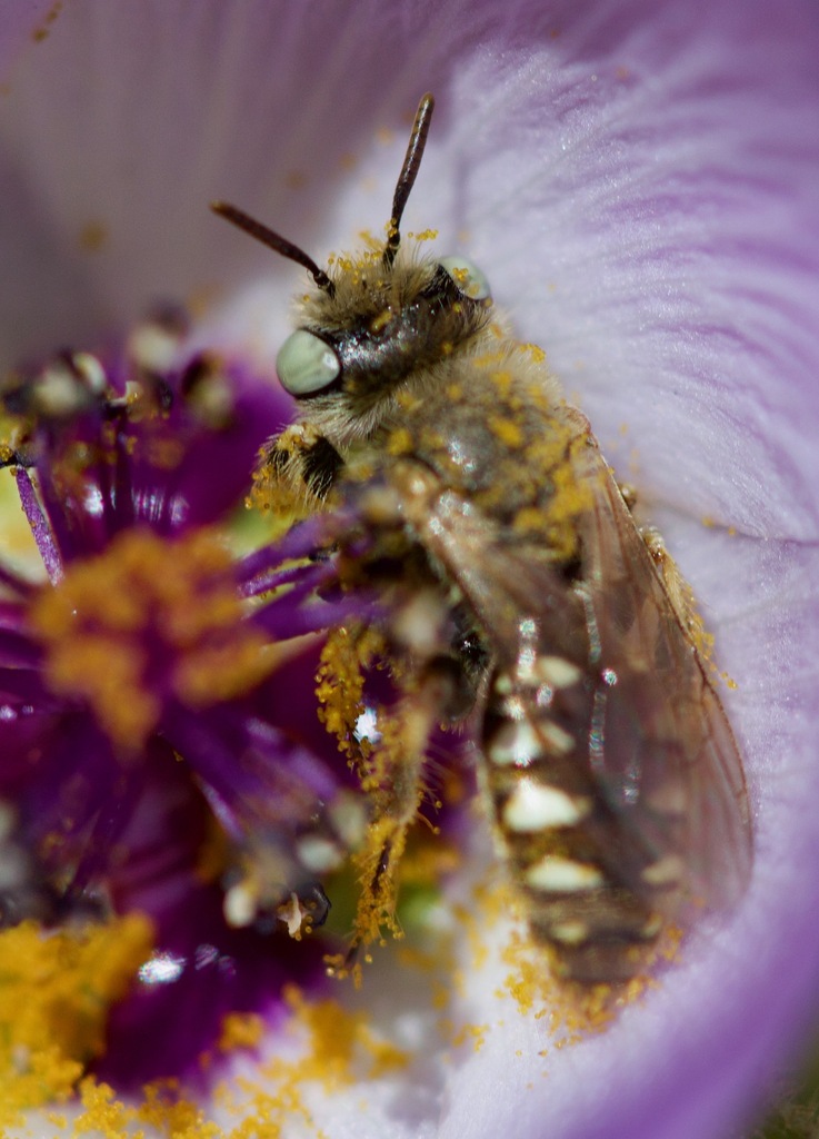 Bees from La Serena, Coquimbo, Chile on November 18, 2023 at 11:14 AM ...