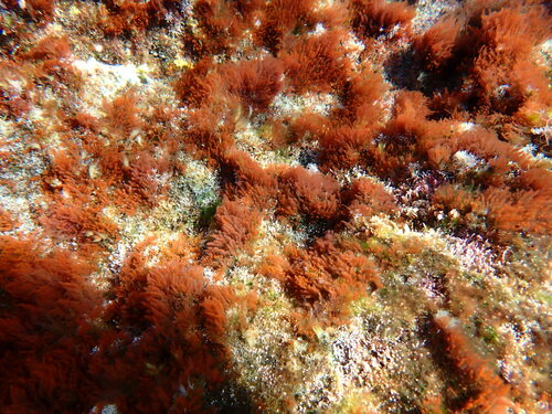 Wrangelia argus · iNaturalist Mexico