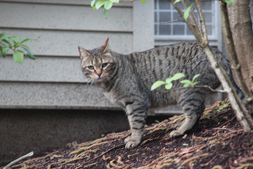 Domestic Cat from Renton, WA, USA on April 4, 2012 at 07:18 PM by ...