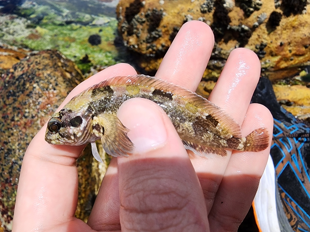 Bluntnose Klipfish from South Africa on 18 November, 2023 at 12:17 PM ...
