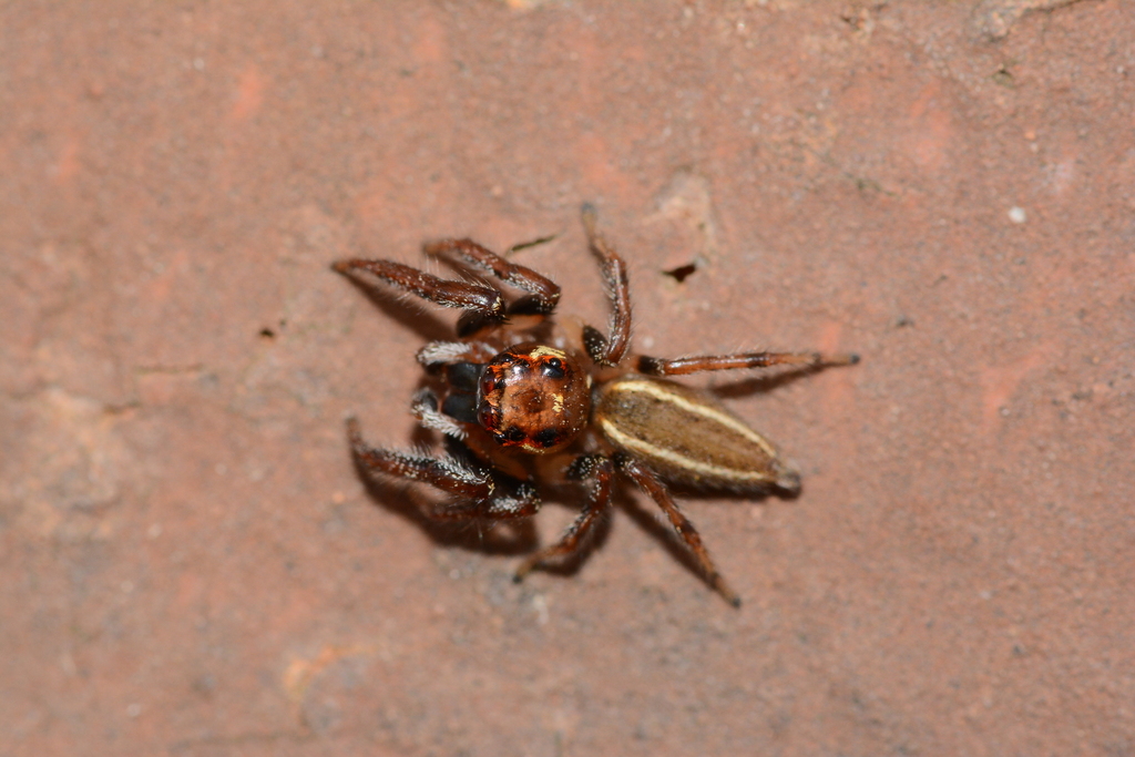 Sylvan Jumping Spider from Murray County, OK, USA on April 13, 2023 at ...