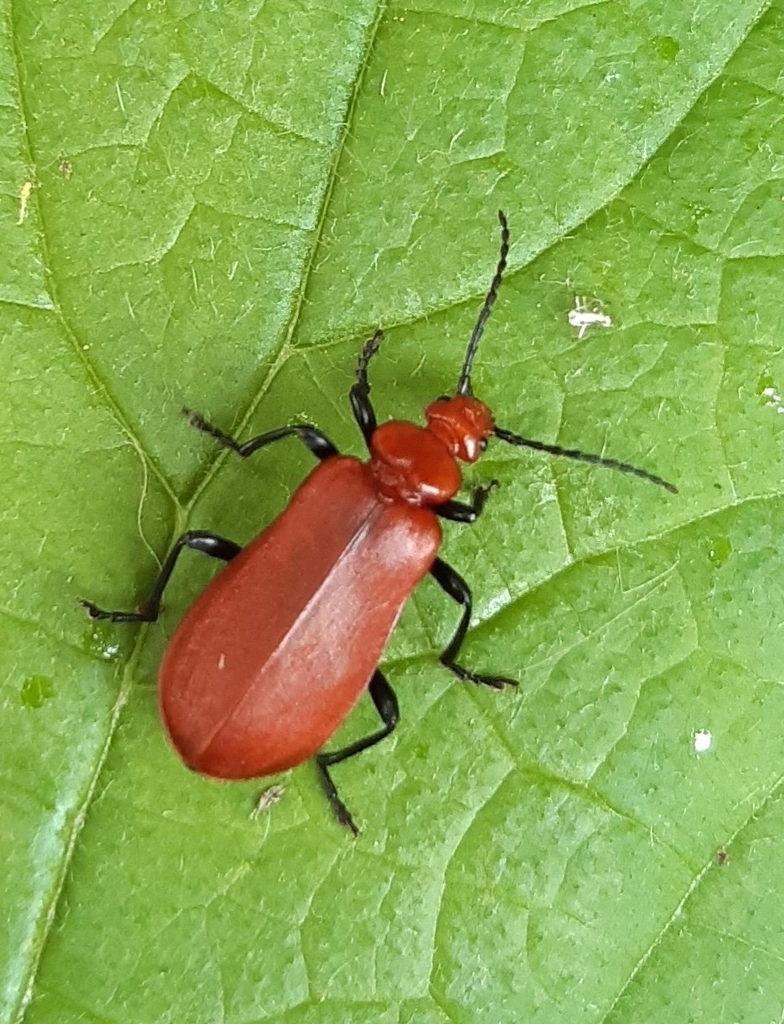 Common Cardinal Beetle from Craulaer Kreuz, Hainich, Deutschland on May ...
