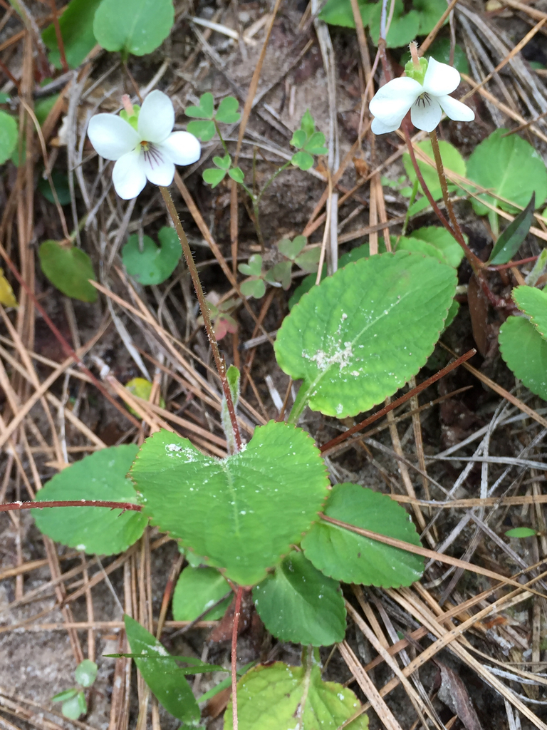 primrose-leaved violet (Viola primulifolia) - Botanical Realm