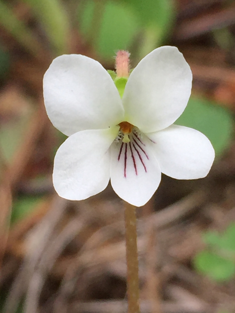 primrose-leaved violet (Viola primulifolia) - Botanical Realm