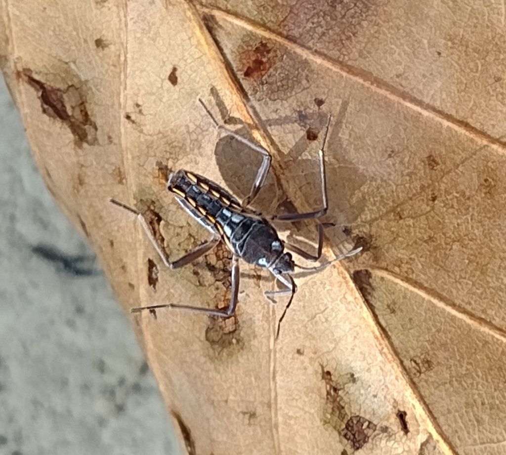 Water Crickets from 84020 Ottati, SA, Italy on November 18, 2023 at 01: ...