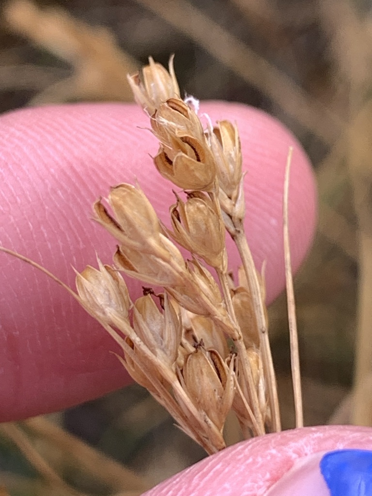 Flattened Rush from Boulder, CO, US on September 30, 2023 at 04:32 PM ...