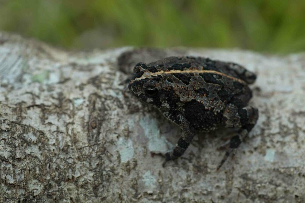 Oak Toad in June 2012 by Moses Michelsohn · iNaturalist
