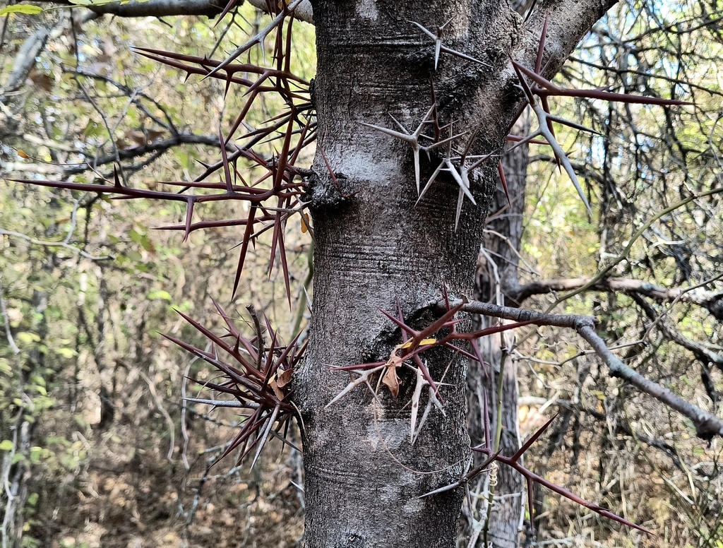 honey locust from Arbor Hills Nature Preserve, Plano, TX, US on ...