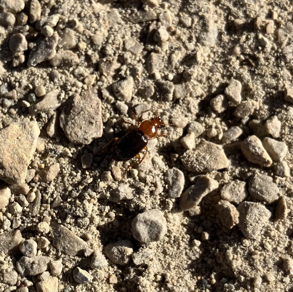 Red-headed Ground Beetle from Wood Lake Nature Center, Richfield, MN ...