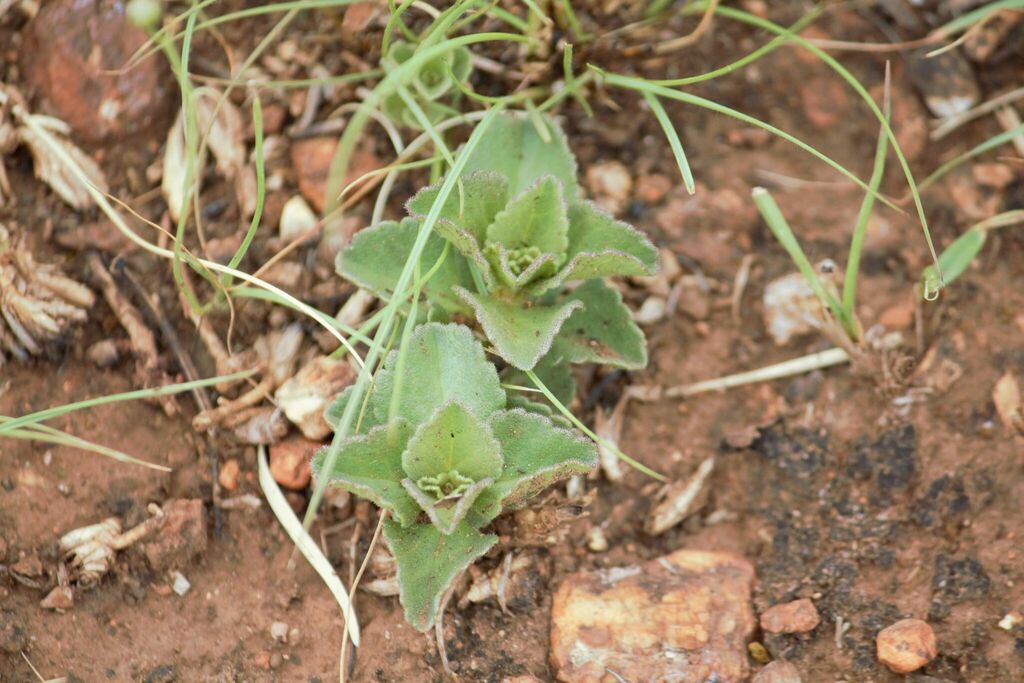 Penther Spurflower from Carletonville, 2499, South Africa on November ...