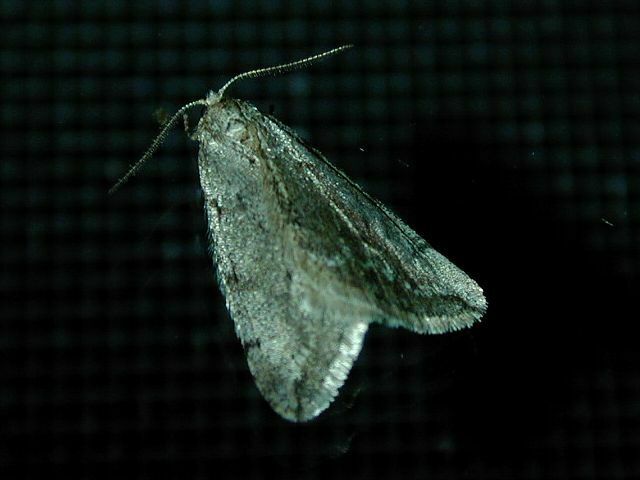 Spring Cankerworm Moth from Bedford Audubon Society, Katonah, NY, USA ...