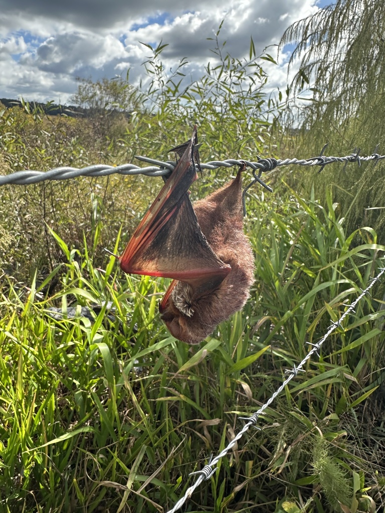Seminole Bat from Paynes Prairie Preserve State Park, Micanopy, FL, US ...