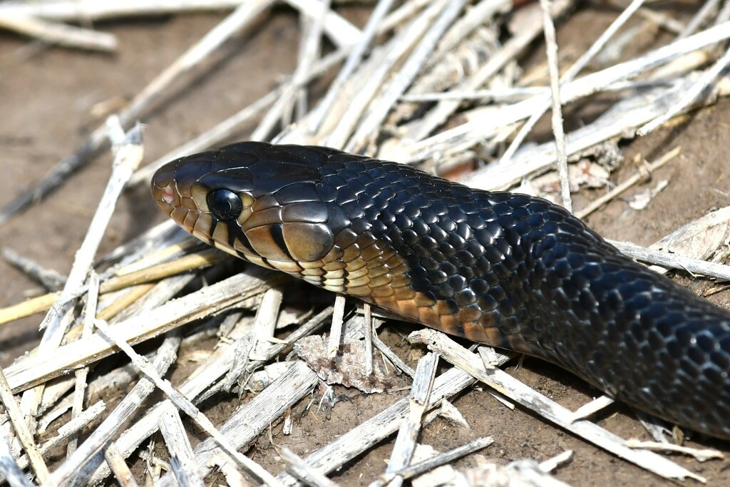 Texas Indigo Snake in November 2022 by pdegennaro · iNaturalist