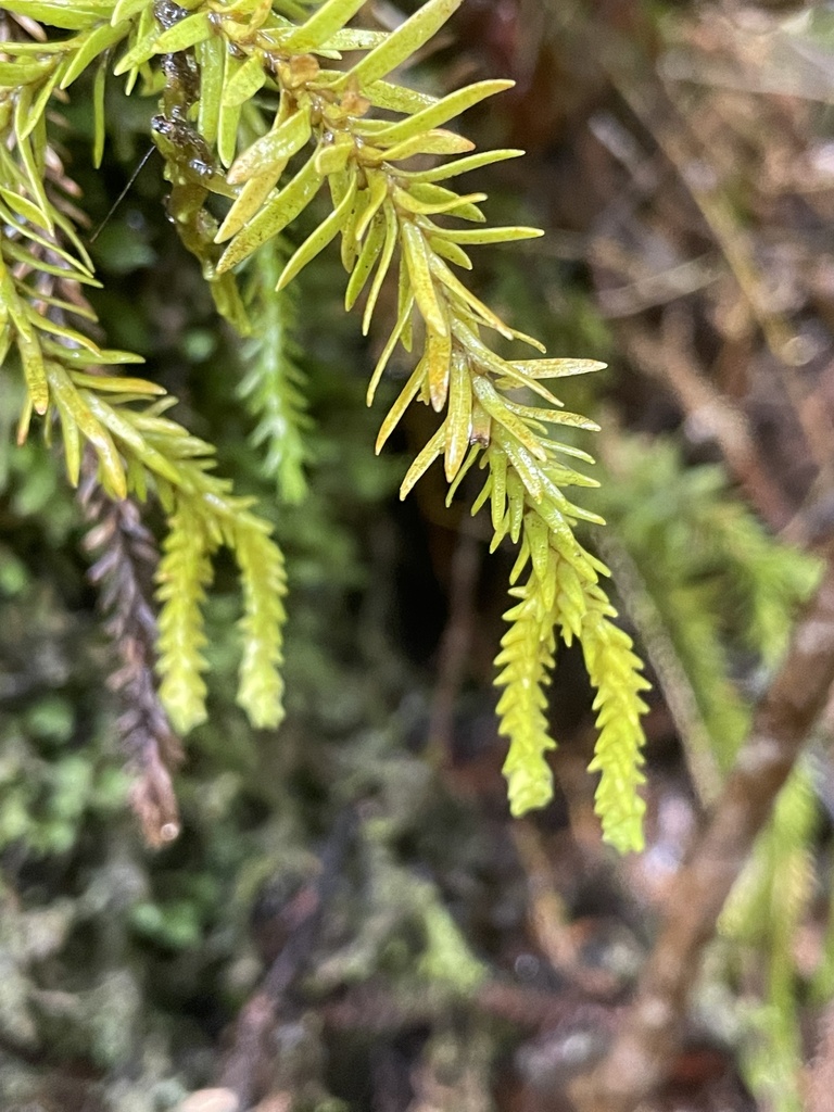 hanging clubmoss (Phlegmariurus varius) - Botanical Realm