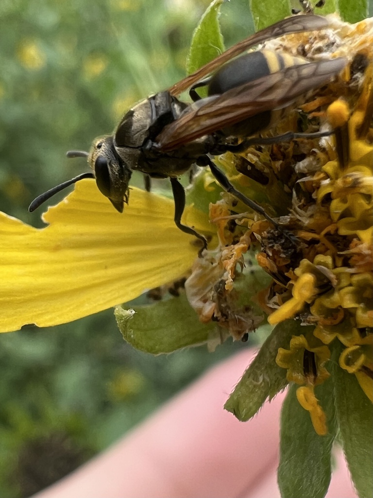 Mexican Honey Wasp from Barn Swallow Dr, Austin, TX, US on November 18 ...