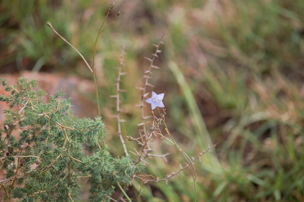 African Blue Bell from Carletonville, 2499, South Africa on November 18 ...