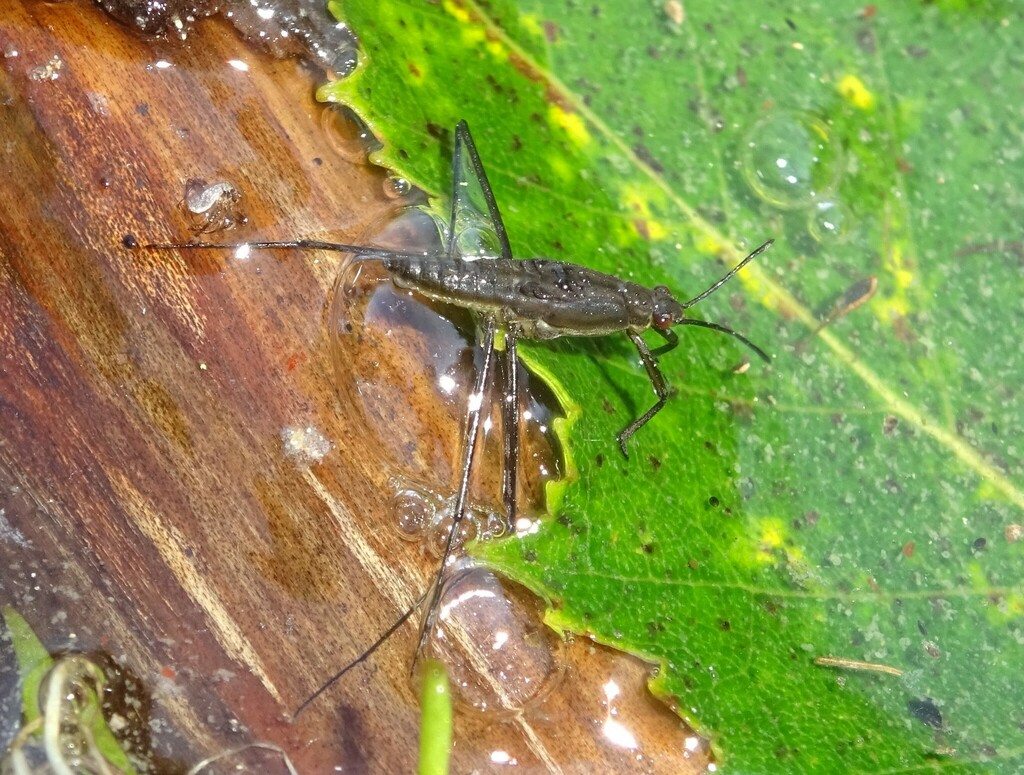 Aquarius from 54540 Badonviller, France on August 21, 2023 at 10:26 AM ...