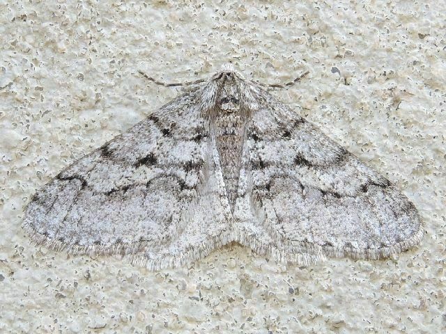 Half-wing Moth from Westchester County, NY, USA on March 9, 2016 at 09: ...