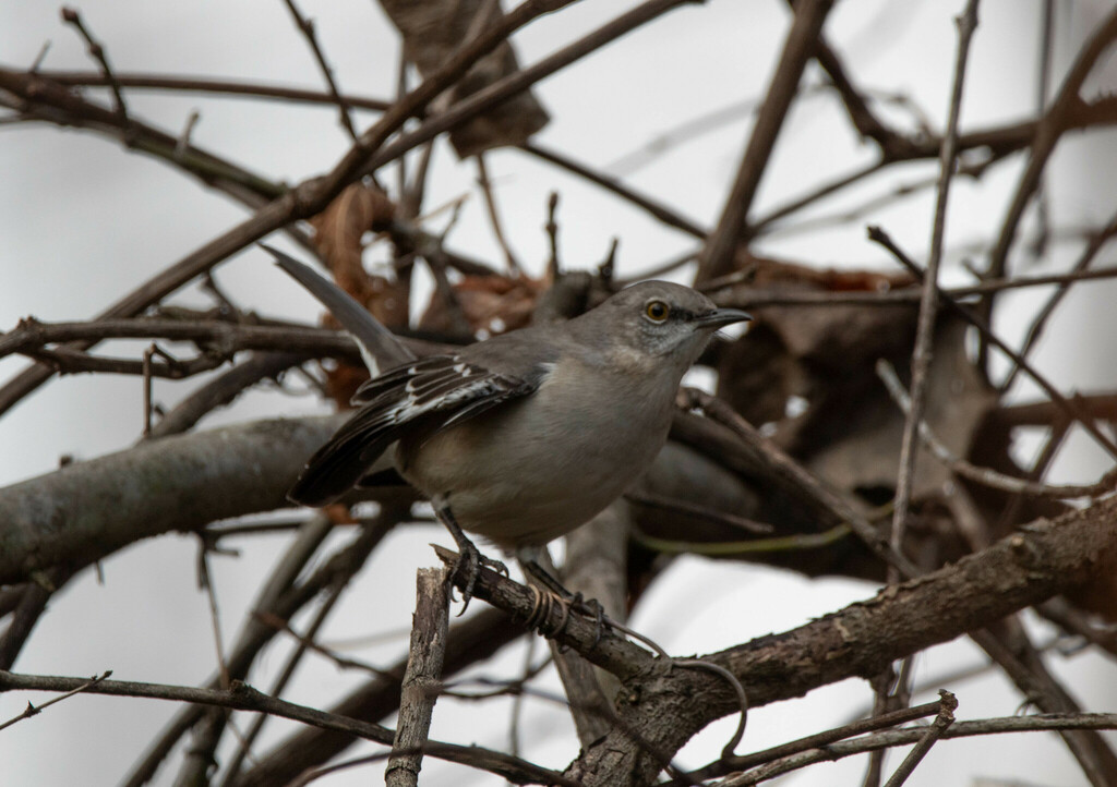 Northern Mockingbird from Stafford County, VA, USA on November 18, 2023 ...