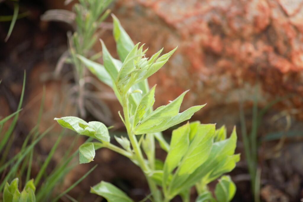 Frilly Pea from Carletonville, 2499, South Africa on November 18, 2023 ...