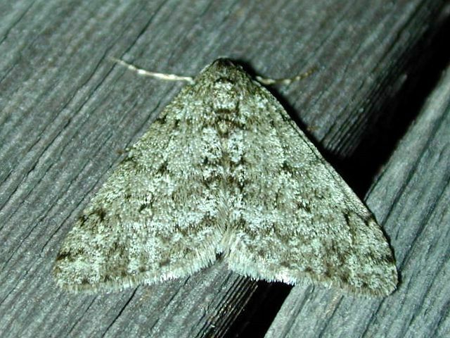 Small Phigalia Moth from Bill Paterson Nature Center, Muttontown ...