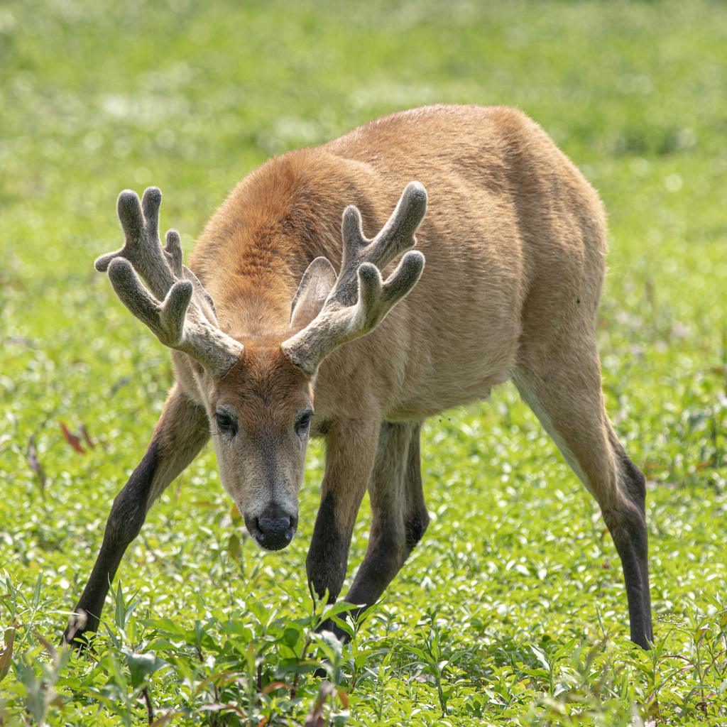 Marsh Deer in November 2023 by Marcia Morris · iNaturalist United Kingdom