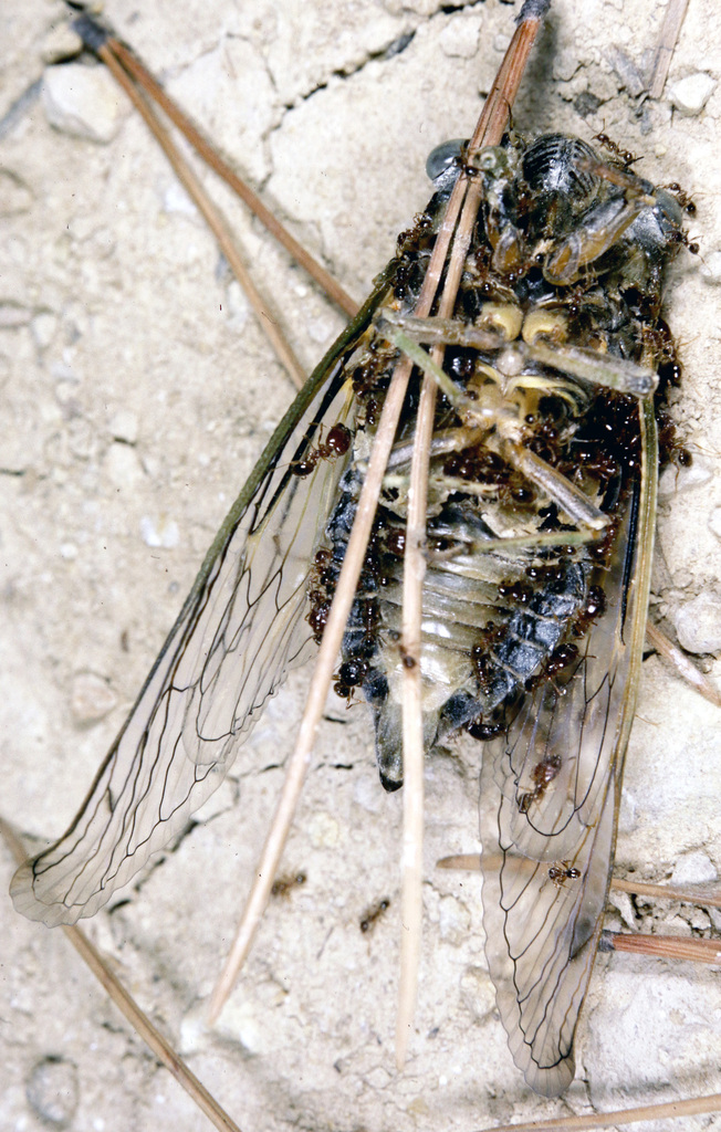 Common Cicada from 34270 Saint-Mathieu-de-Tréviers, France on July 27 ...