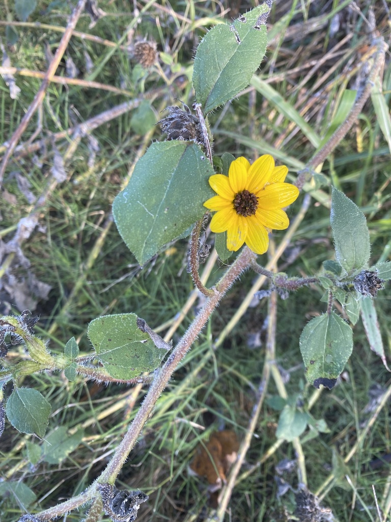 Common Sunflower from River Legacy Park, Fort Worth, TX, US on November ...