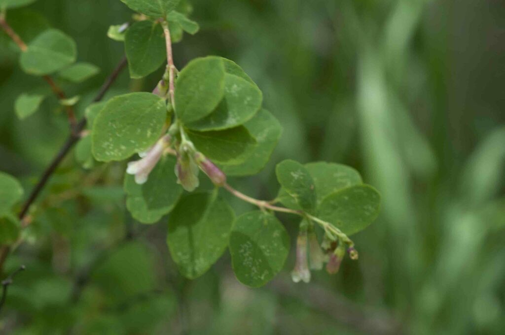Roundleaf Snowberry in June 2012 by Moses Michelsohn · iNaturalist
