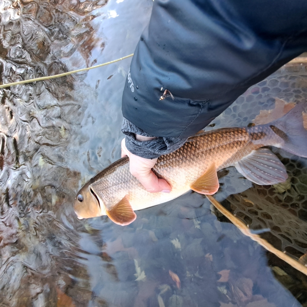 White Sucker in November 2023 by Cheryl. 43 degrees outdoors wading ...