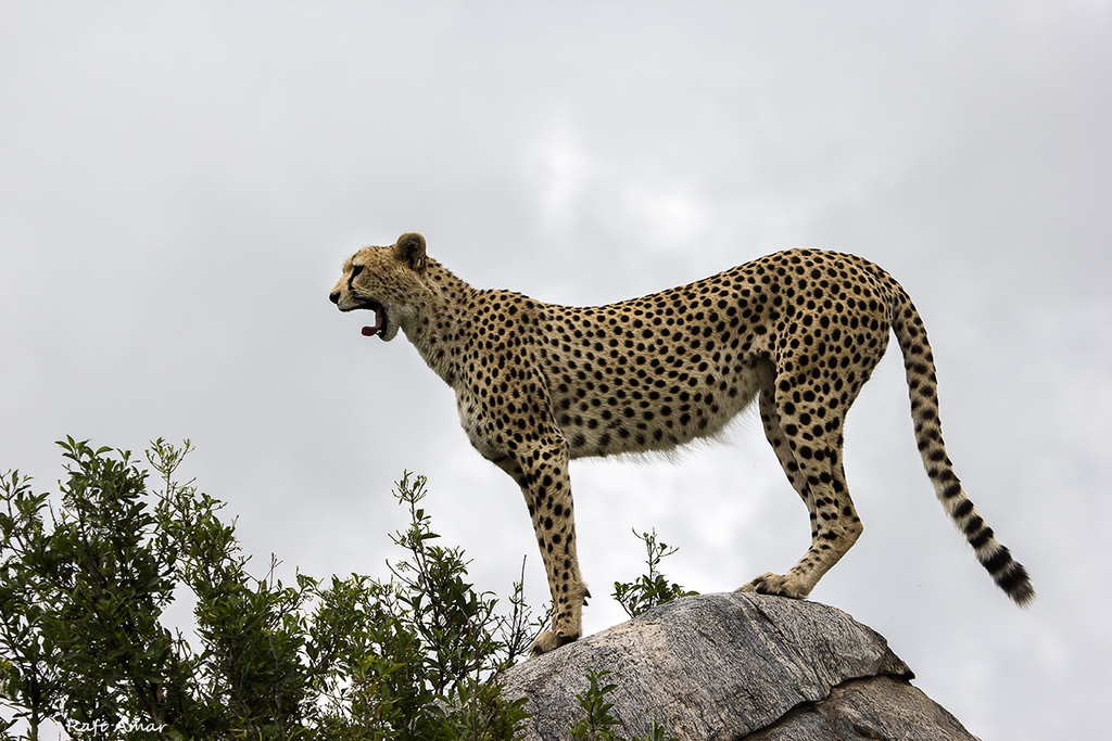 Cheetahs (Acinonyx) - Know Your Mammals