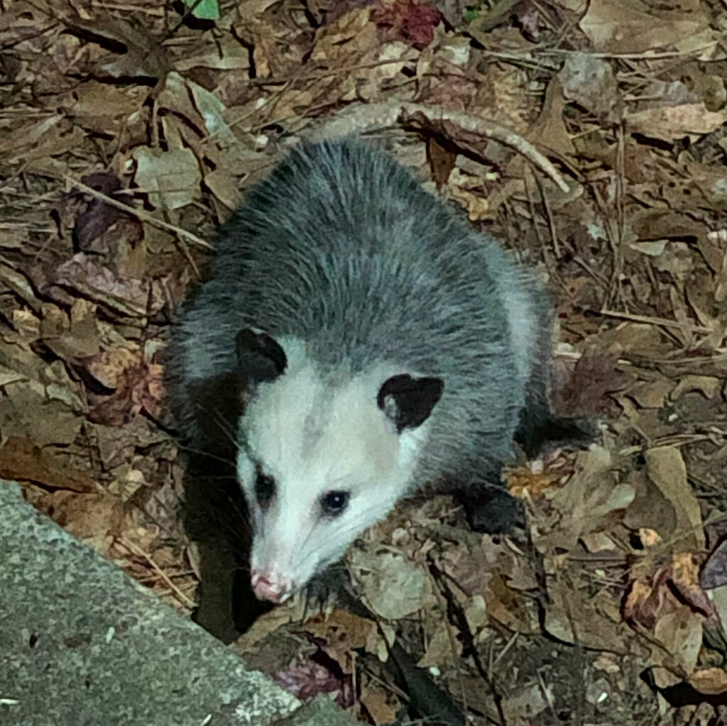Virginia Opossum from Walton County, GA, USA on November 17, 2023 by ...