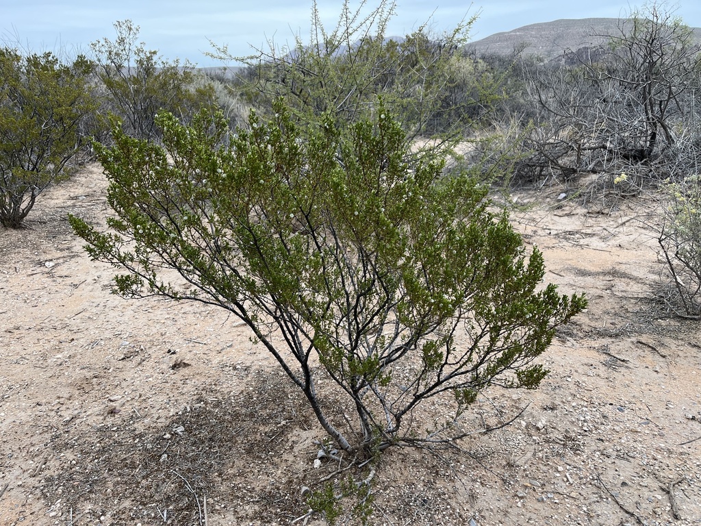 Creosote Bush from Hueco Tanks State Park, El Paso, TX, US on November ...