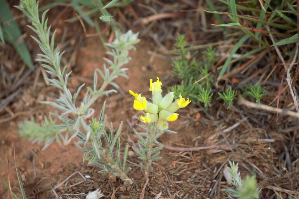 Frilly Pea from Carletonville, 2499, South Africa on November 18, 2023 ...