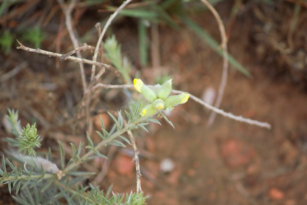 Frilly Pea from Carletonville, 2499, South Africa on November 18, 2023 ...