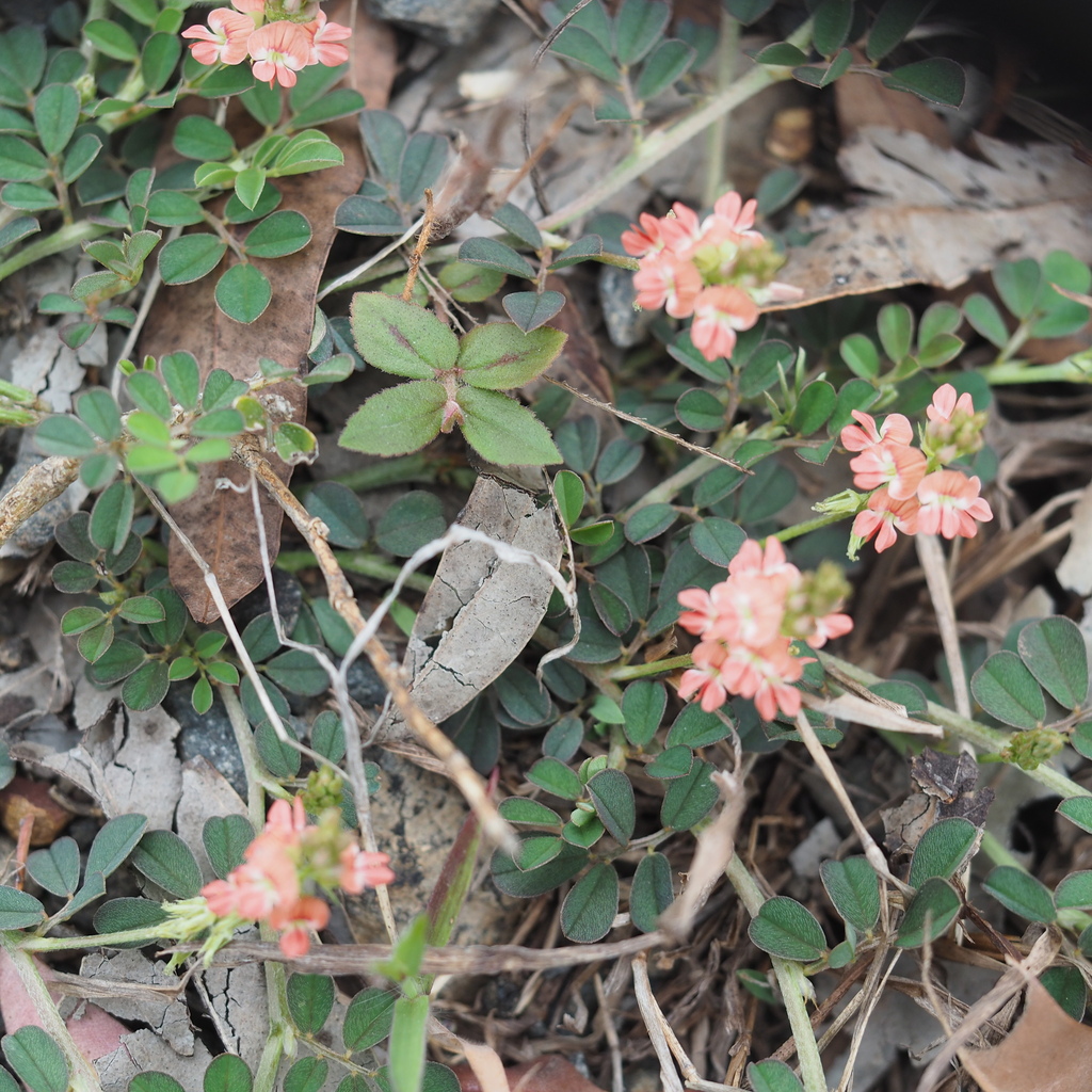 Creeping Indigo from Walligan QLD 4655, Australia on November 19, 2023 ...