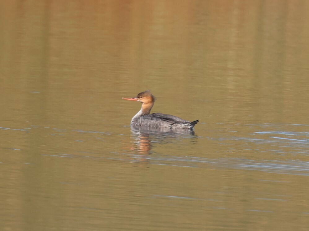 Red-breasted Merganser from West Carrollton, OH, USA on November 18 ...