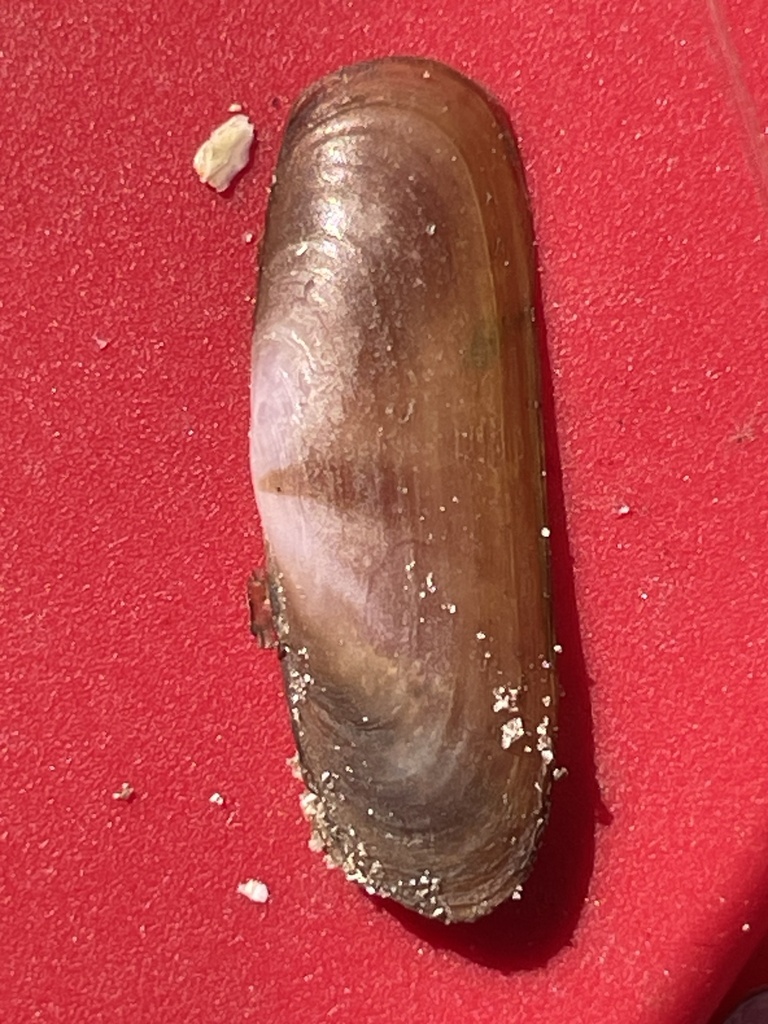 Stout Tagelus from North Atlantic Ocean, FL, US on November 18, 2023 at ...