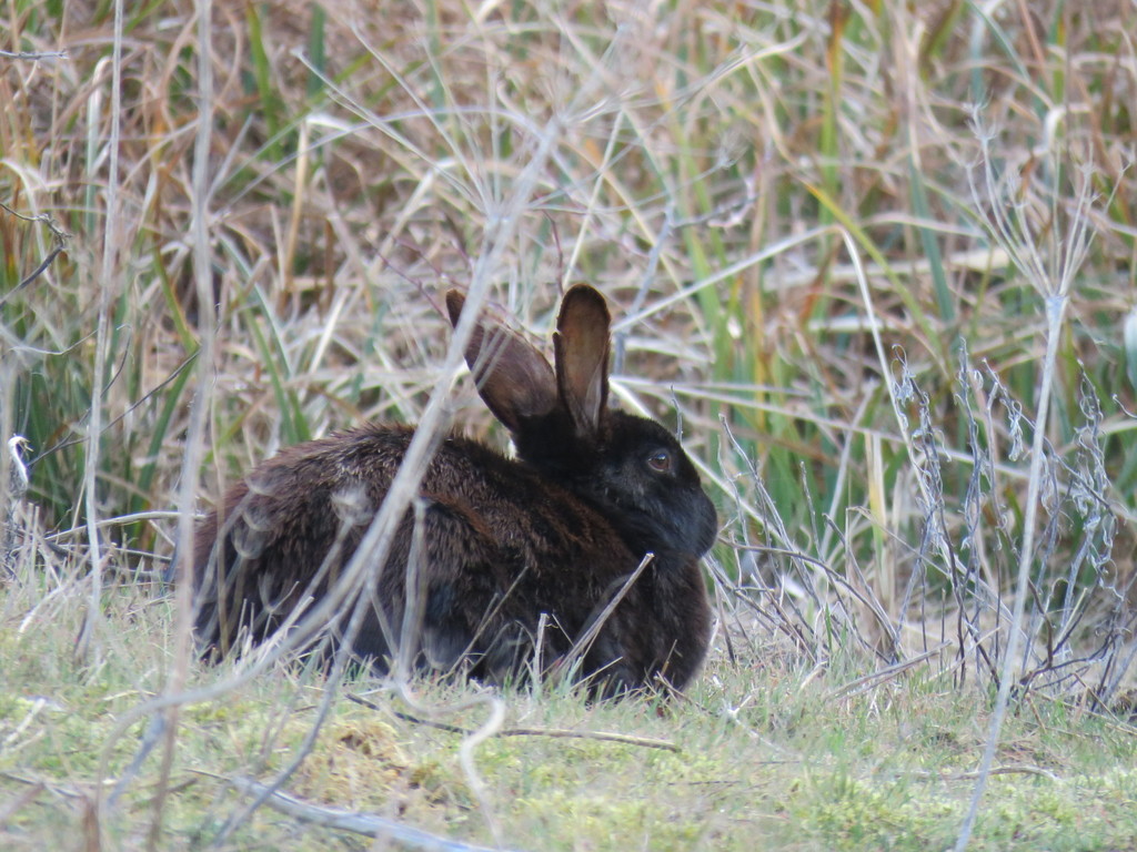 European Rabbit (Oryctolagus cuniculus) - Know Your Mammals