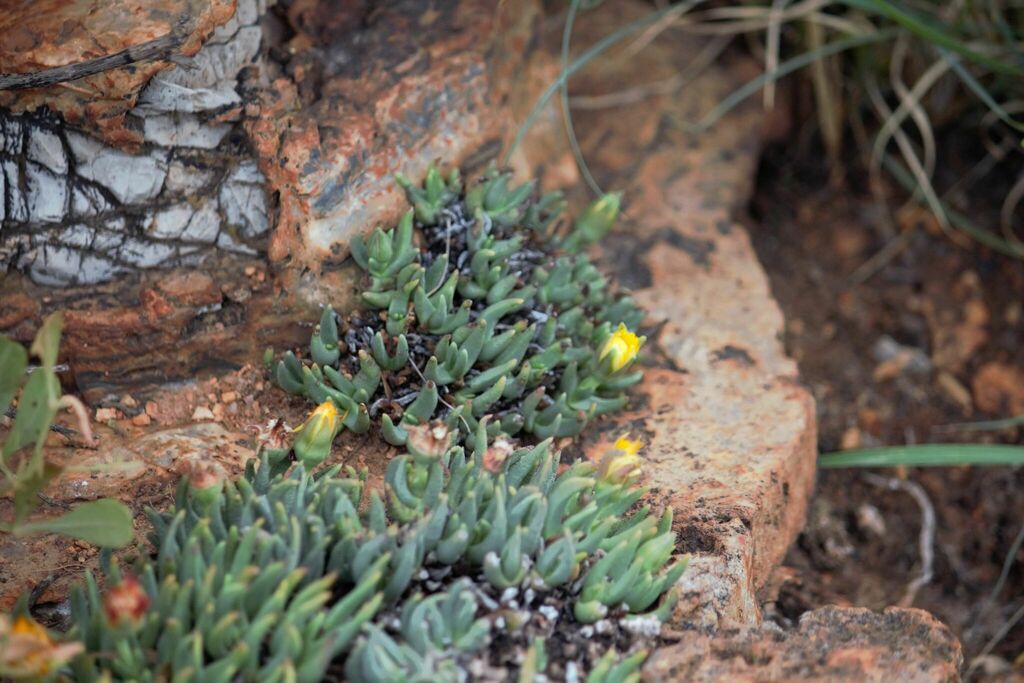 Hereroa glenensis from Carletonville, 2499, South Africa on 18 November ...
