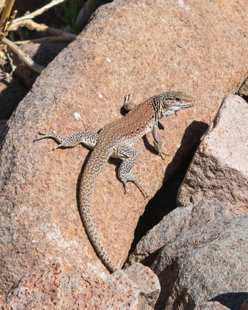 Spotted False Monitor from Elqui, Coquimbo, Chile on January 31, 2023 ...