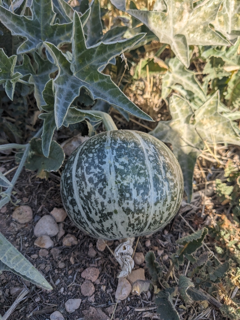 coyote melon from Littlefield, AZ 86432, USA on November 12, 2023 at 10 ...